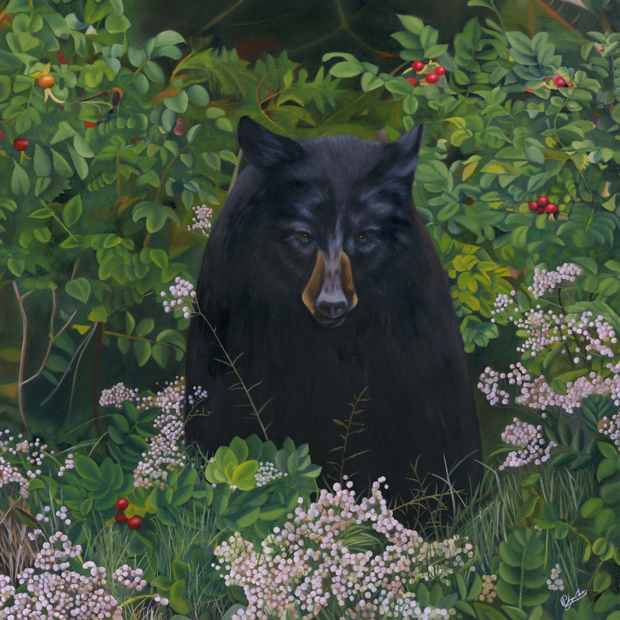 American Black Bear – Becky Chambers Art